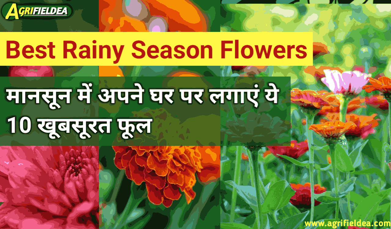 Best Rainy Season Flowers: बरसात के मौसम में अपने घर पर लगाएं ये 10 ...